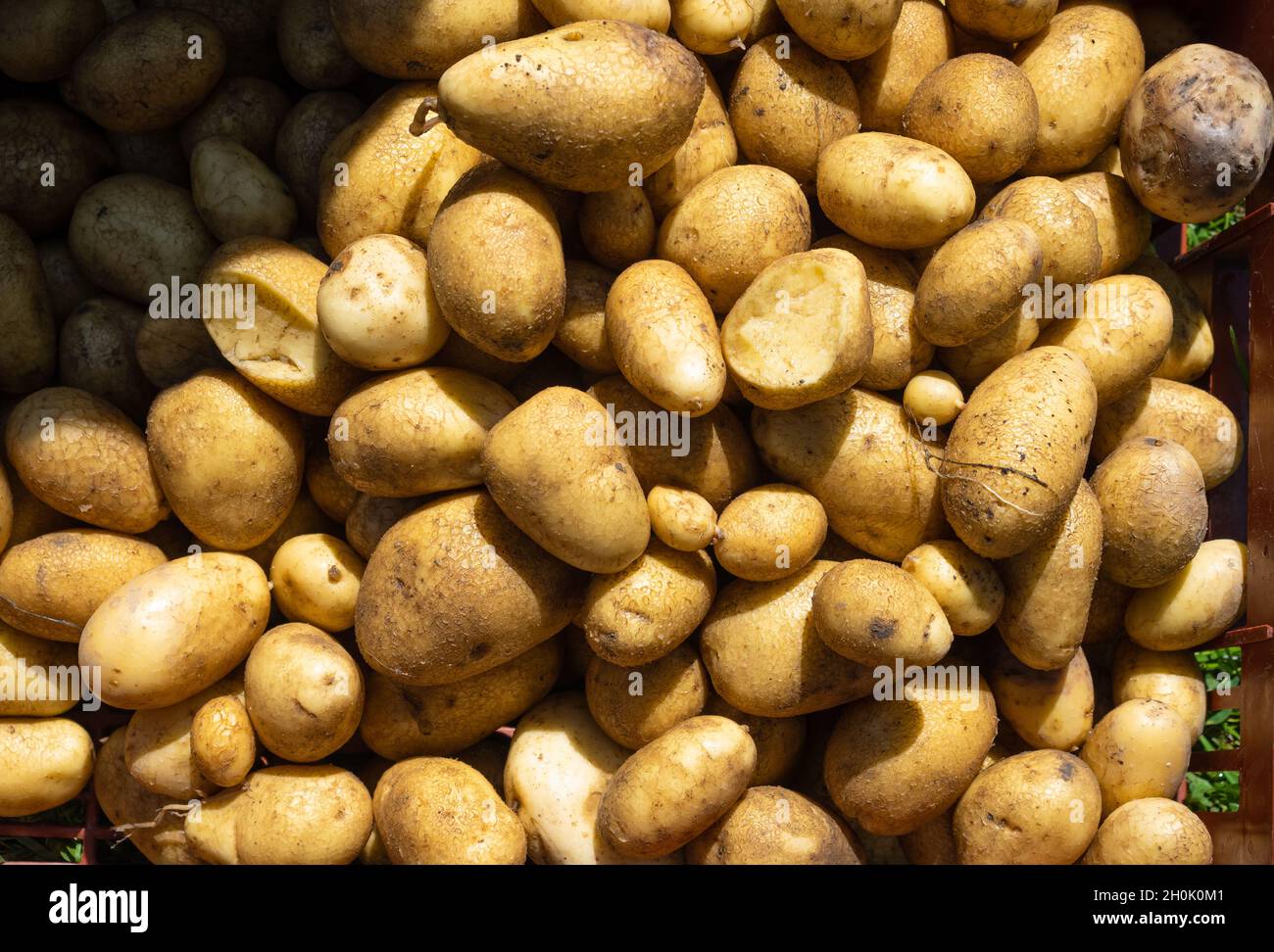 Pile of newly harvested and washed potatoes - Solanum tuberosum in plastic box on grass ...