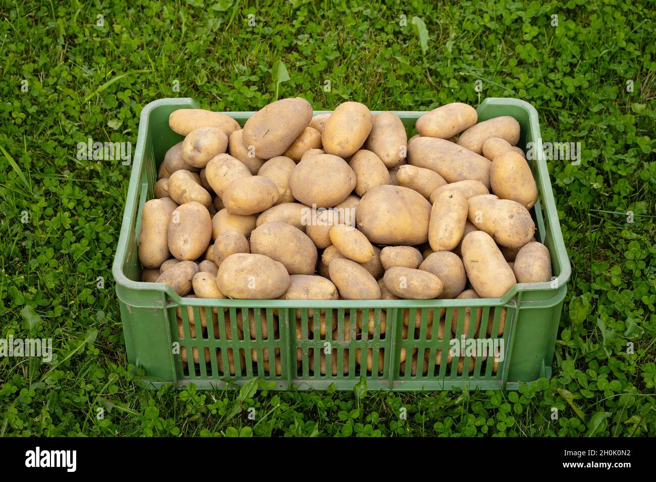 Pile of newly harvested and washed potatoes - Solanum tuberosum in plastic box on grass ...