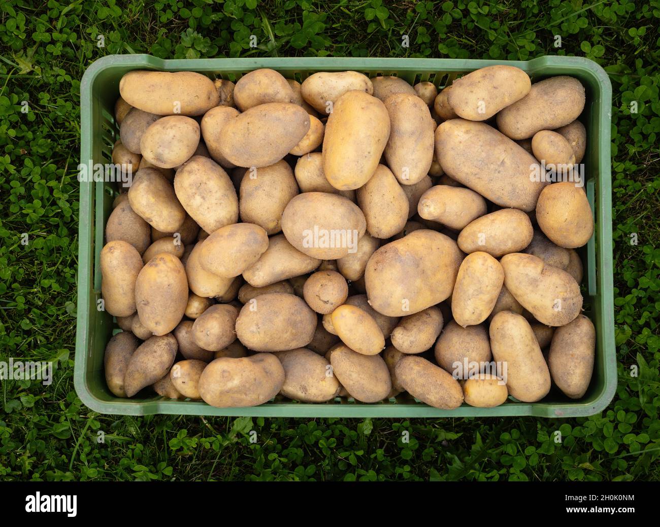 Pile of newly harvested and washed potatoes - Solanum tuberosum in plastic box on grass ...