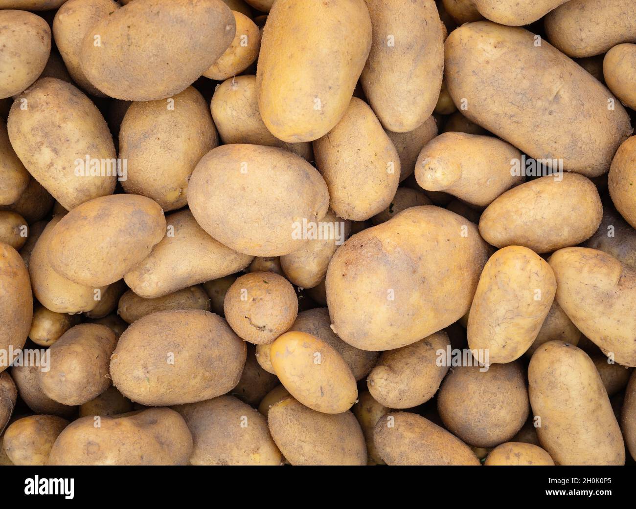 Pile of newly harvested and washed potatoes - Solanum tuberosum. Full ...