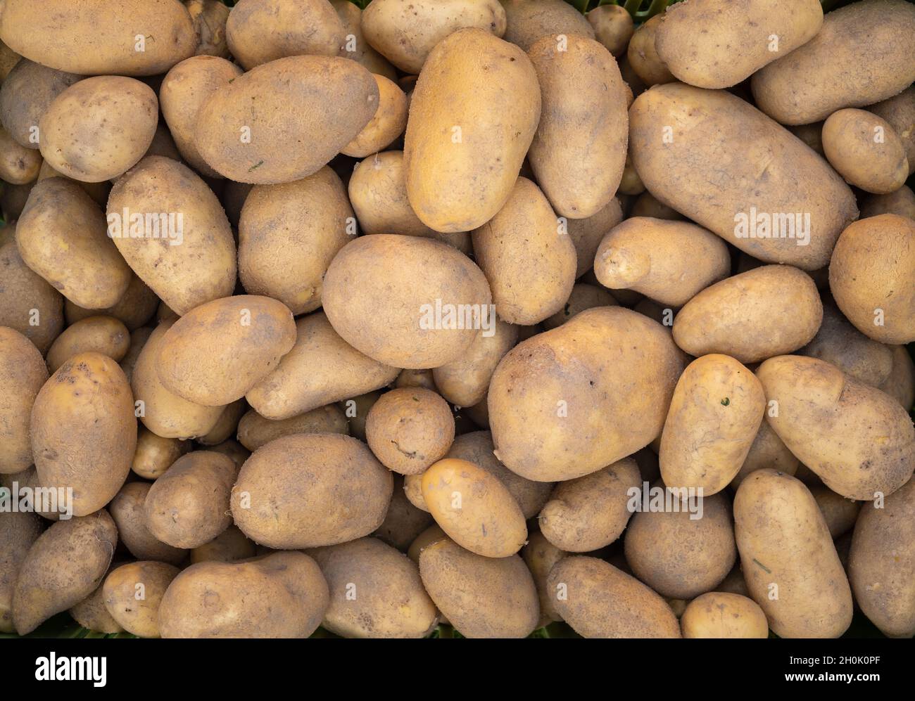 Pile of newly harvested and washed potatoes - Solanum tuberosum. Full frame. Harvesting potato ...