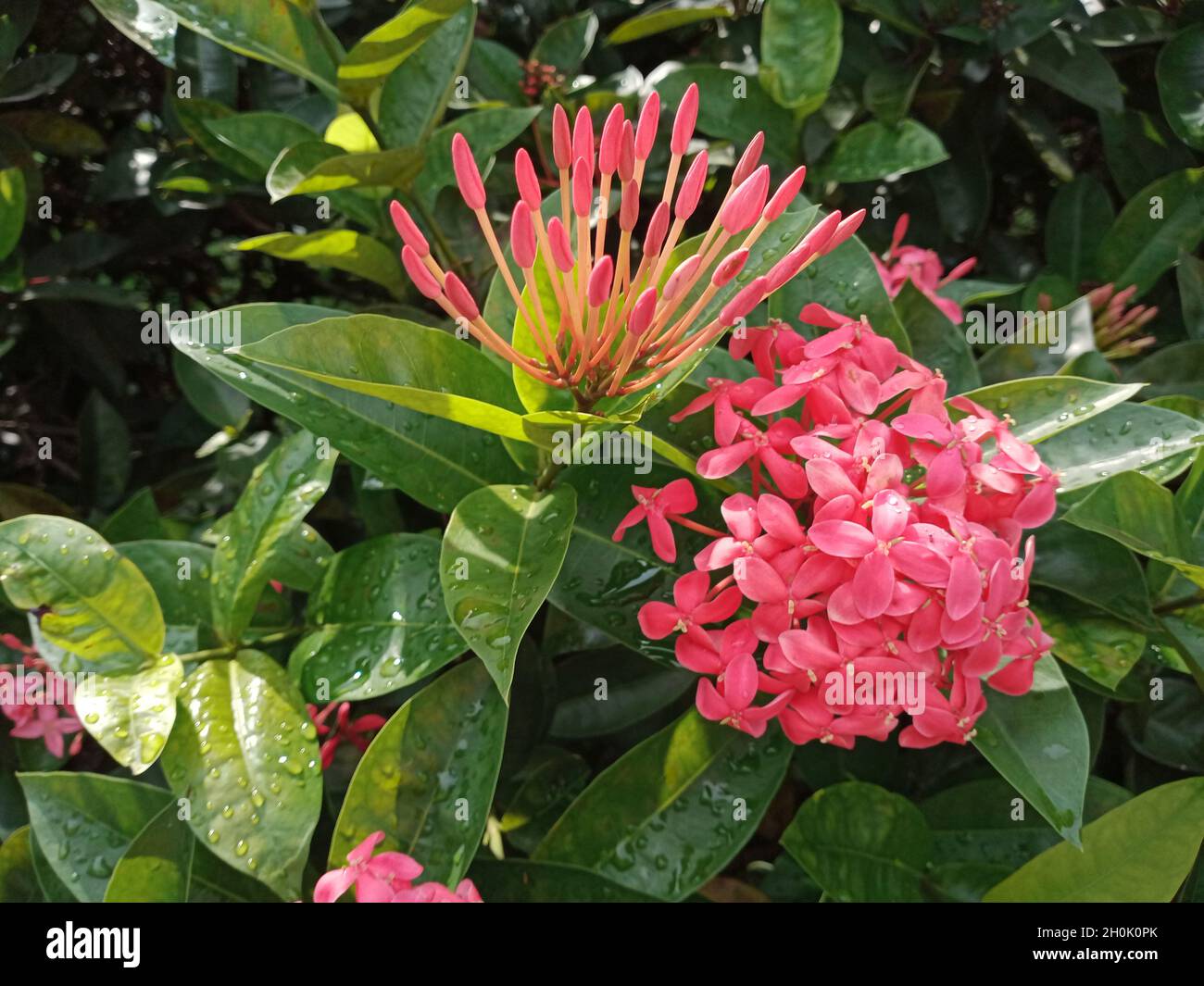 Chinese Ixora red flowers Stock Photo - Alamy