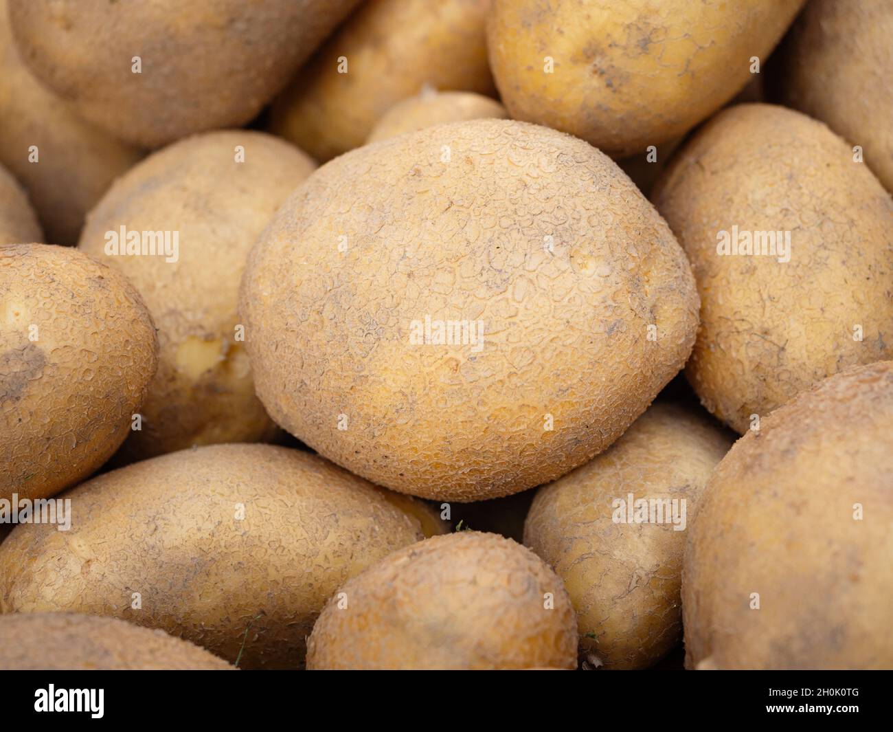 Pile of newly harvested and washed potatoes - Solanum tuberosum. Full frame. Harvesting potato ...