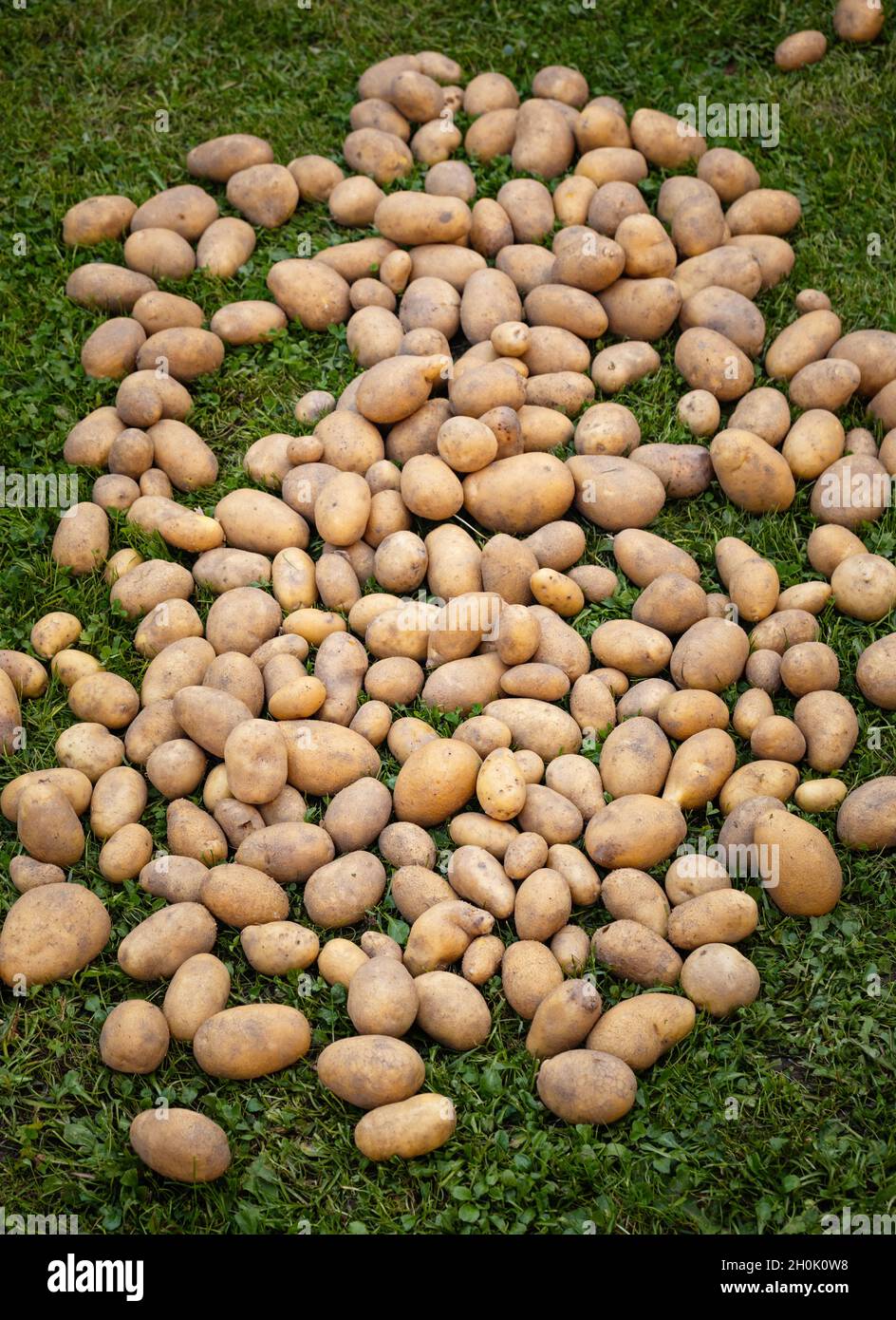 Pile of newly harvested and washed potatoes - Solanum tuberosum on grass. Harvesting potato ...