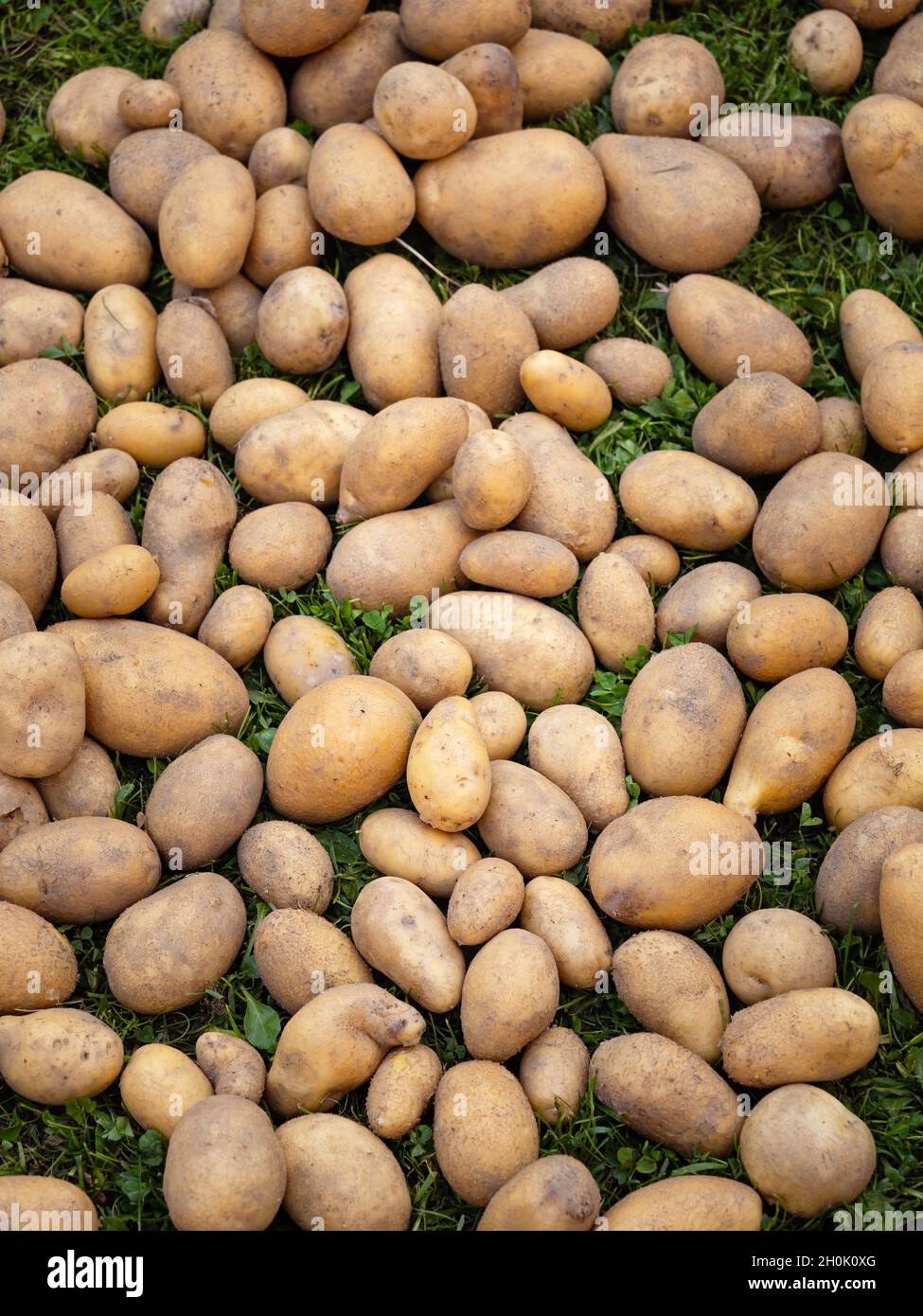 Pile of newly harvested and washed potatoes - Solanum tuberosum on grass. Harvesting potato ...