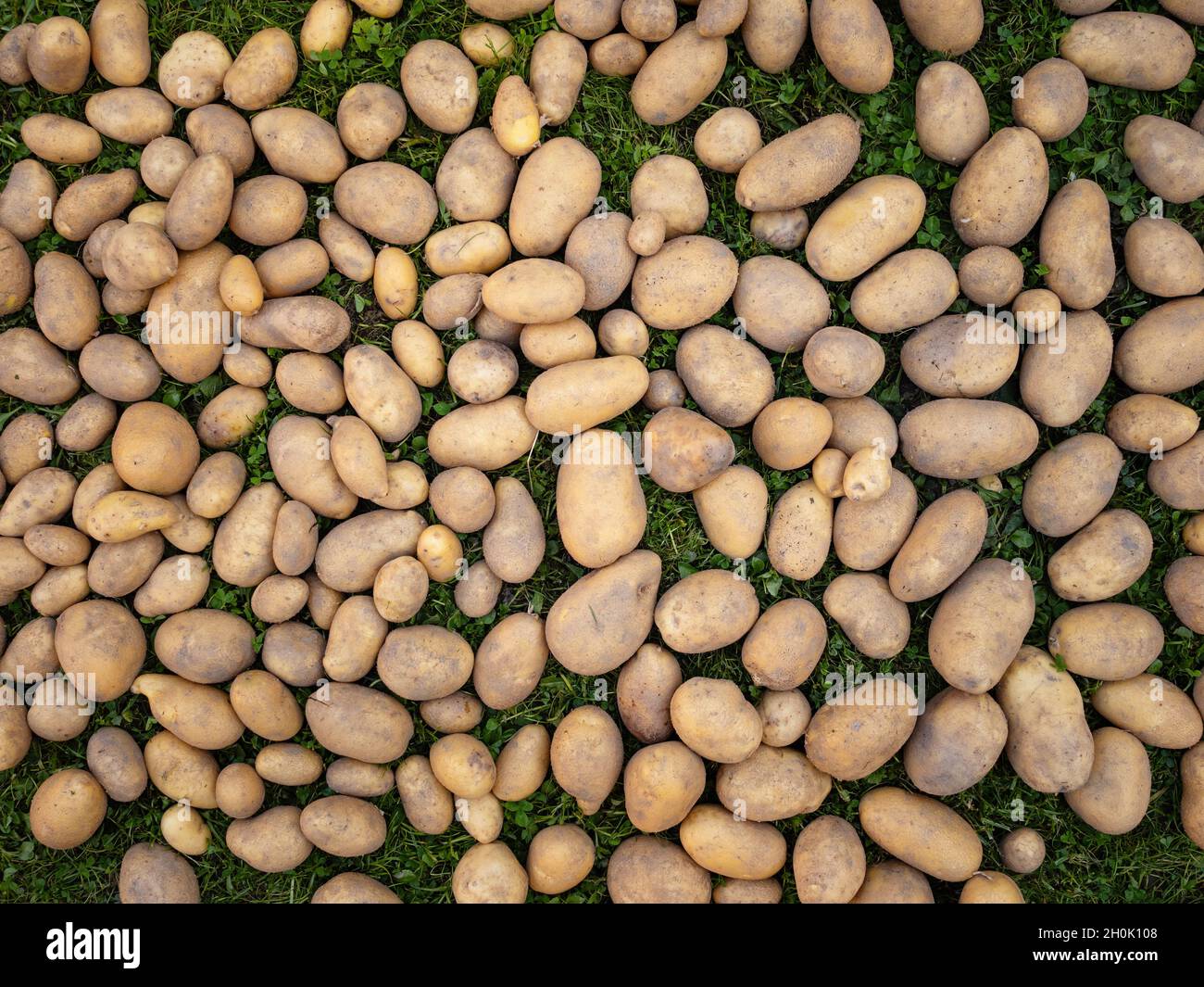 Pile of newly harvested and washed potatoes - Solanum tuberosum on grass. Harvesting potato ...