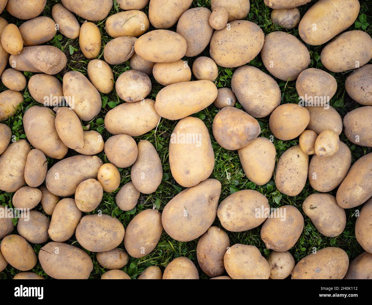 Pile of newly harvested and washed potatoes - Solanum tuberosum on grass. Harvesting potato ...