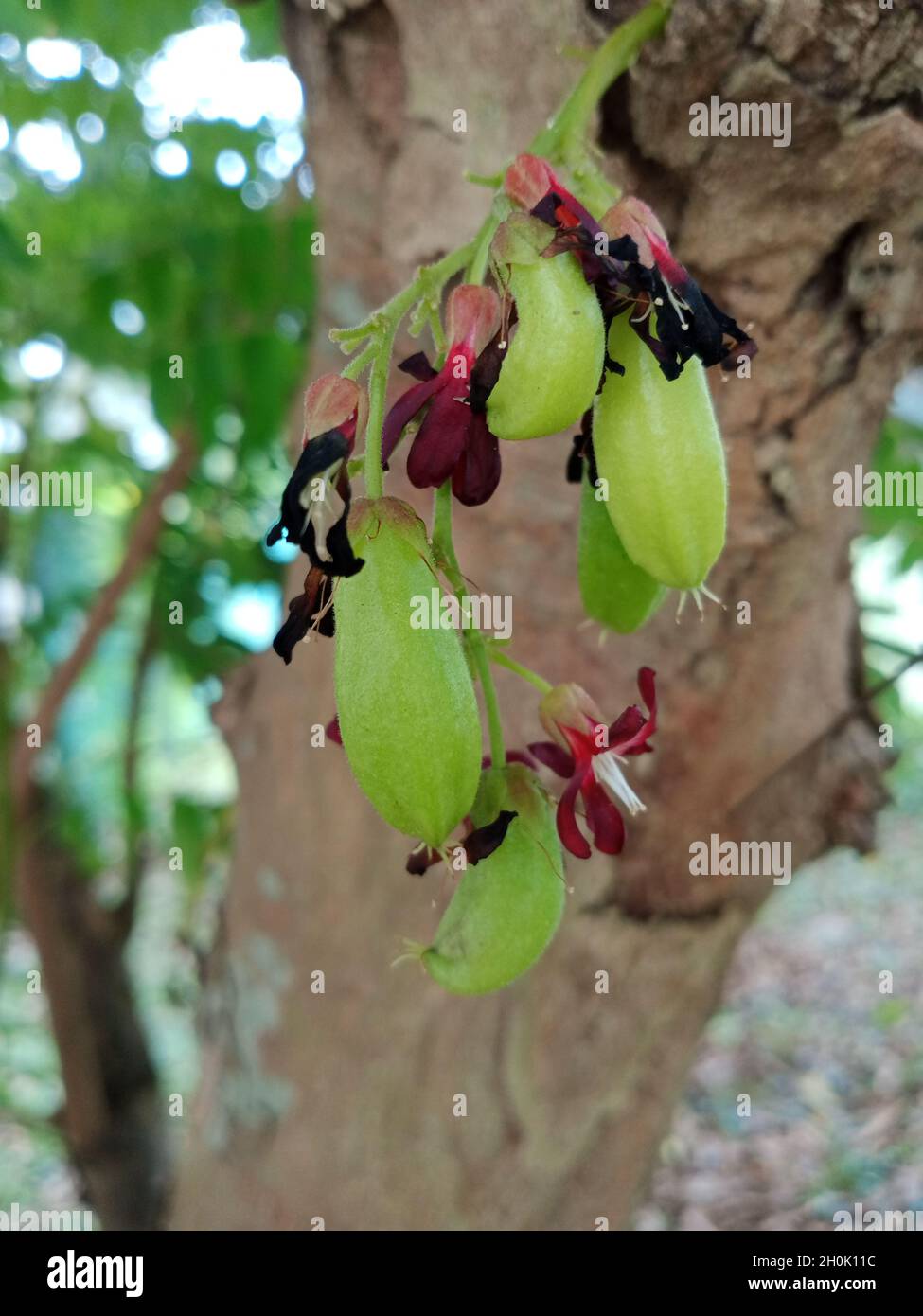 Wile fruit hi-res stock photography and images - Alamy