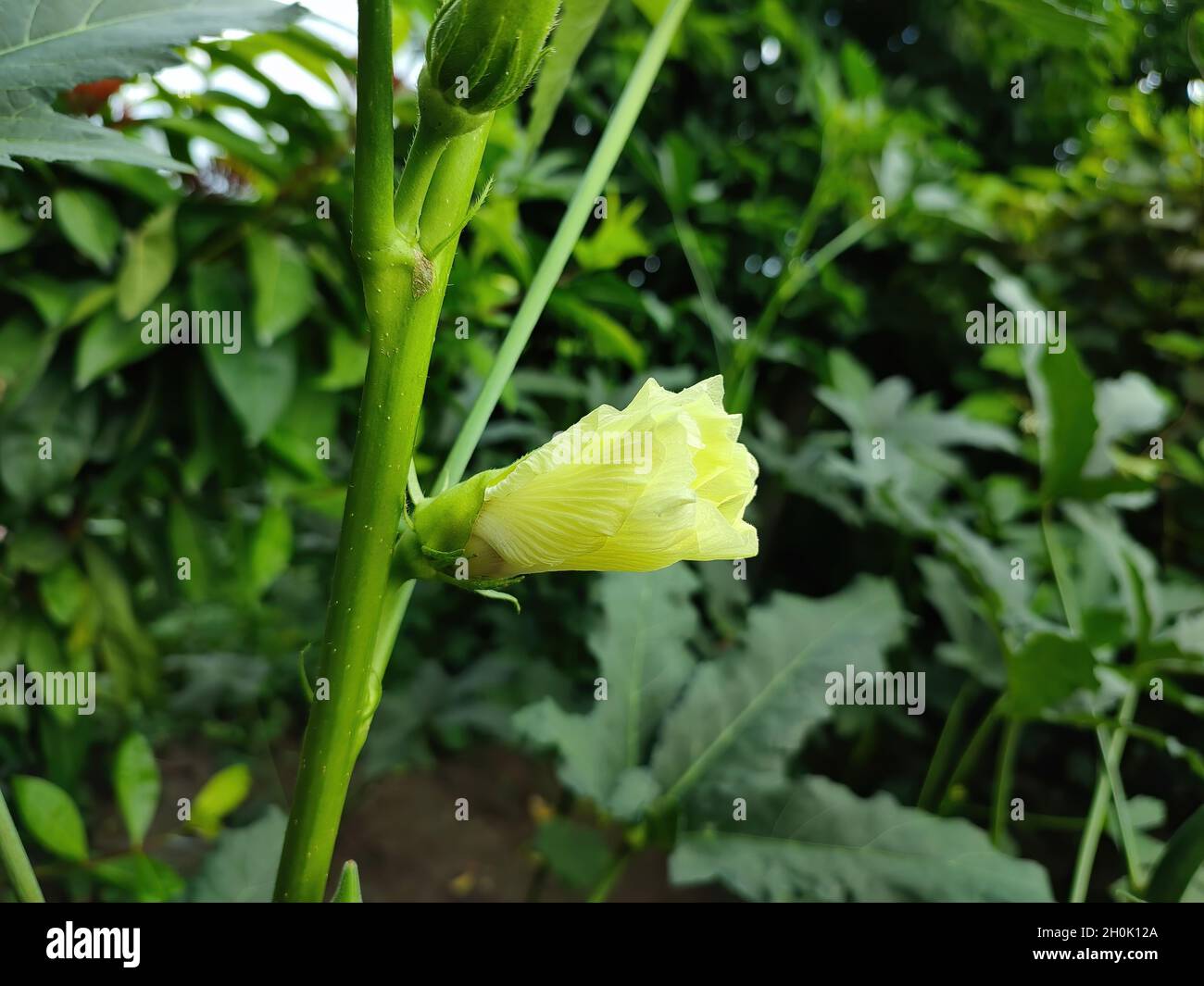 Closeup shot of a yellow okra flower Stock Photo - Alamy