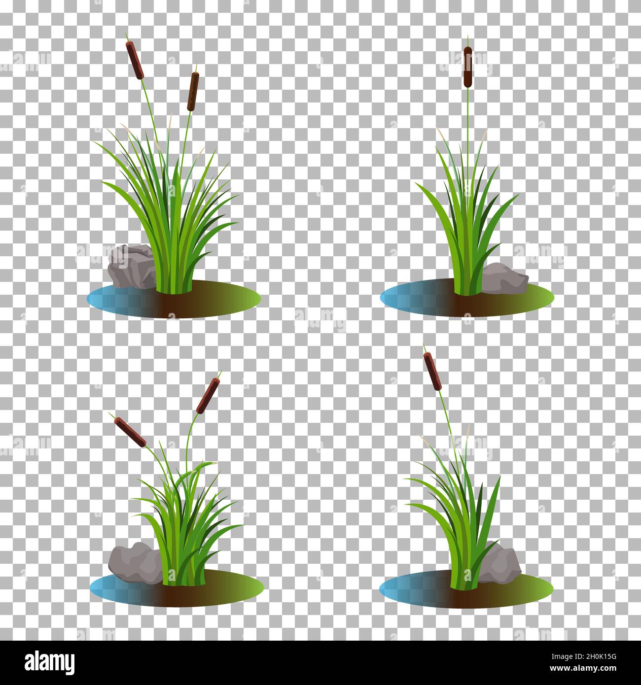 Vector Set Of 4 Cattail Stalk Bushes In Swamp Water With Stones On The