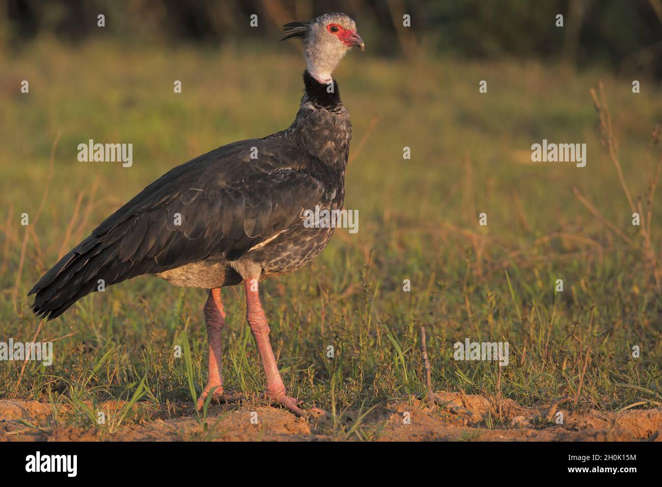 Southern screamer brazil hi-res stock photography and images - Alamy