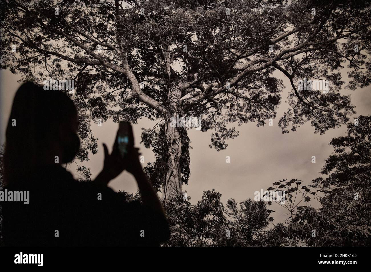 Sebastiao salgado forest hi-res stock photography and images - Alamy