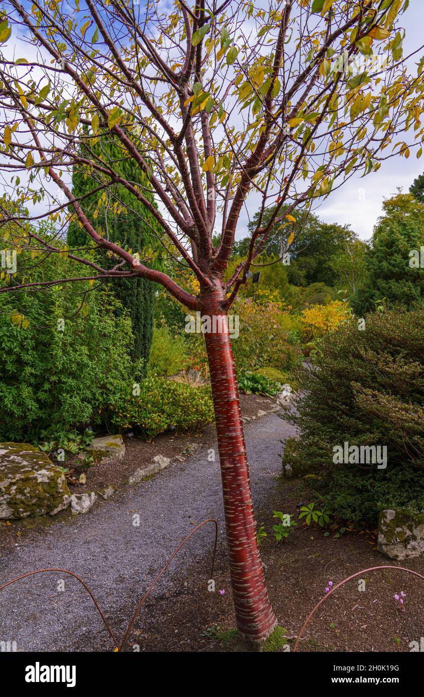 Birch paperbark tree hi-res stock photography and images - Alamy