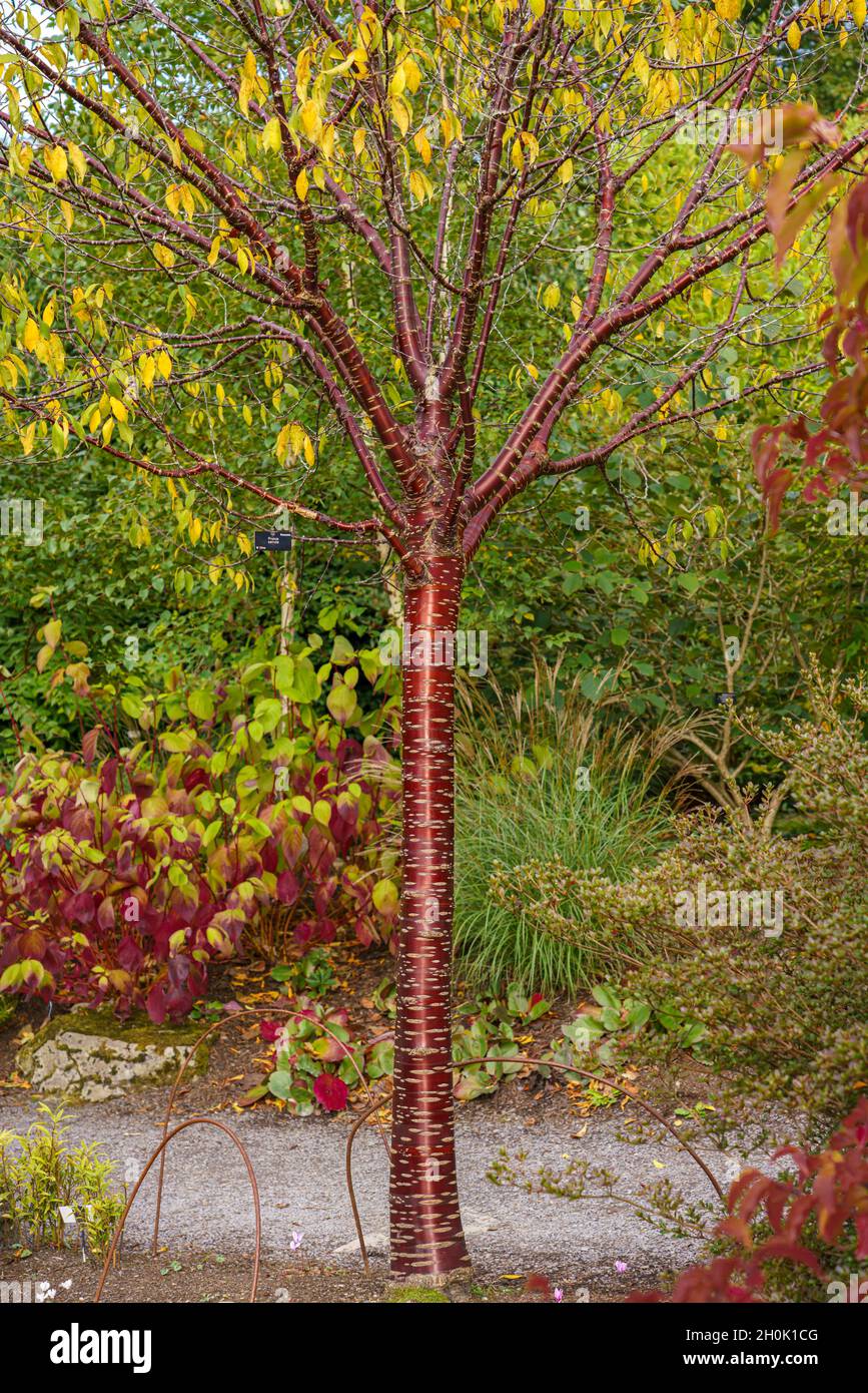Copper birch tree hi-res stock photography and images - Alamy
