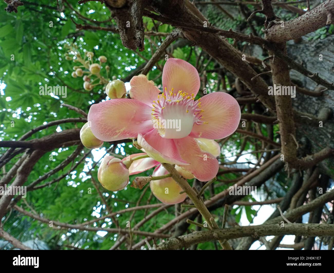 Cannonball Tree with pink flowers Stock Photo - Alamy