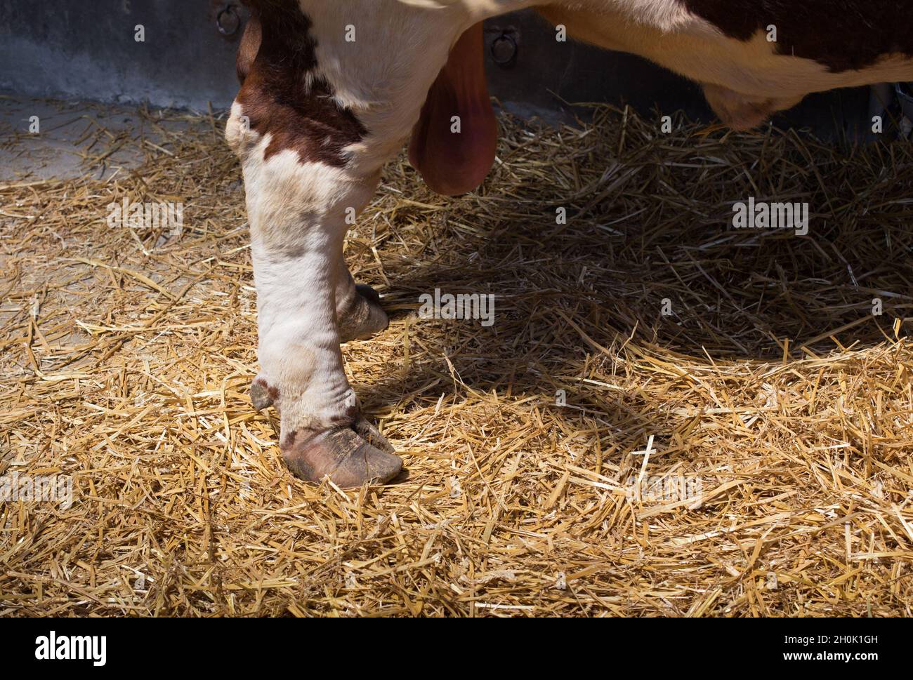 Close up of cattle hoof hi-res stock photography and images - Alamy
