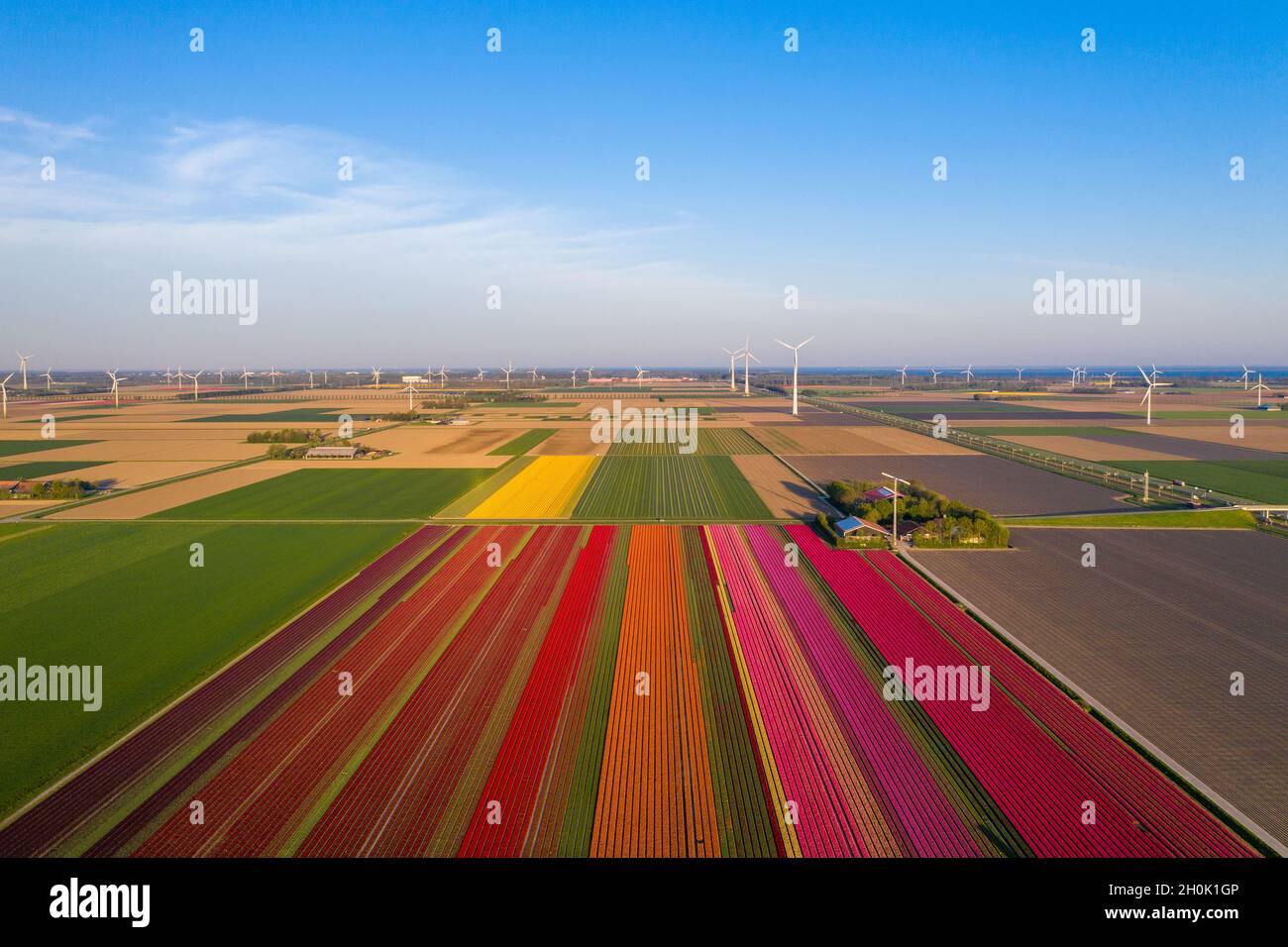 Aerial view of tulip planted fields in the Dronten area. Spring in the ...