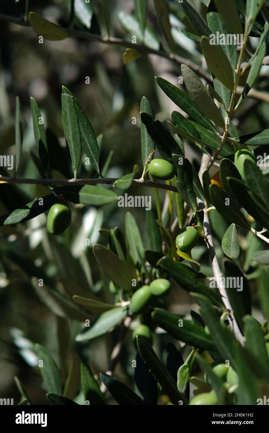Beautiful shot of an olive tree with green olives Stock Photo - Alamy