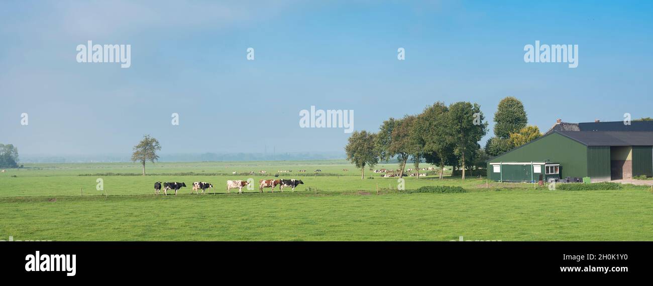 farm and cows in green grassy meadow between zwolle and deventer in the ...