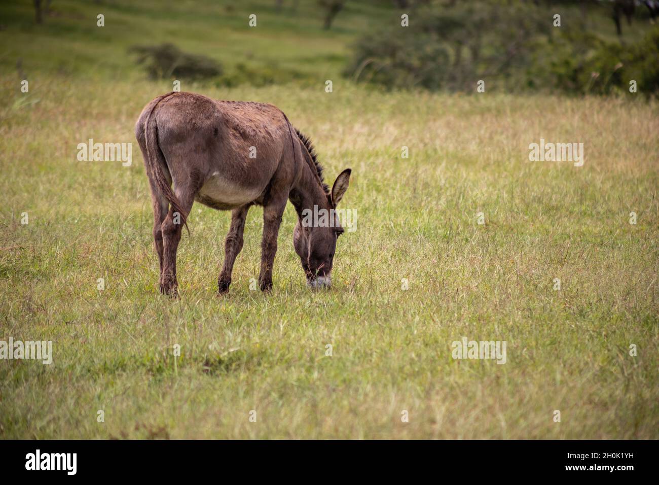 Breathtaking shot of a donkey in a field during the rainy weather Stock ...