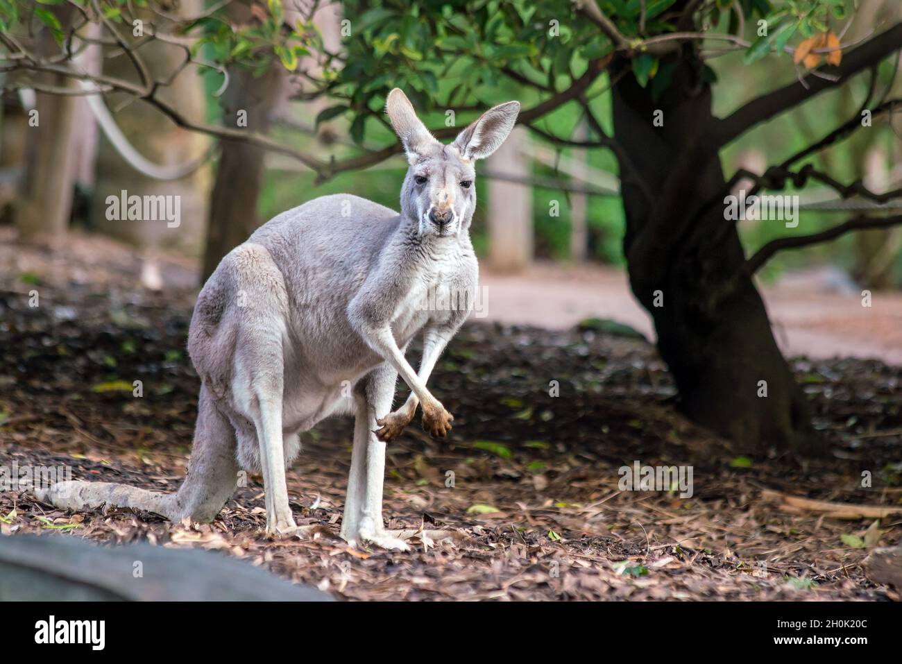 Kangaroo with natural background in Perth, Western Australia Stock ...