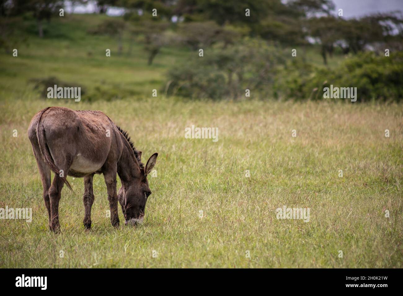 Breathtaking shot of a donkey in a field during the rainy weather Stock ...