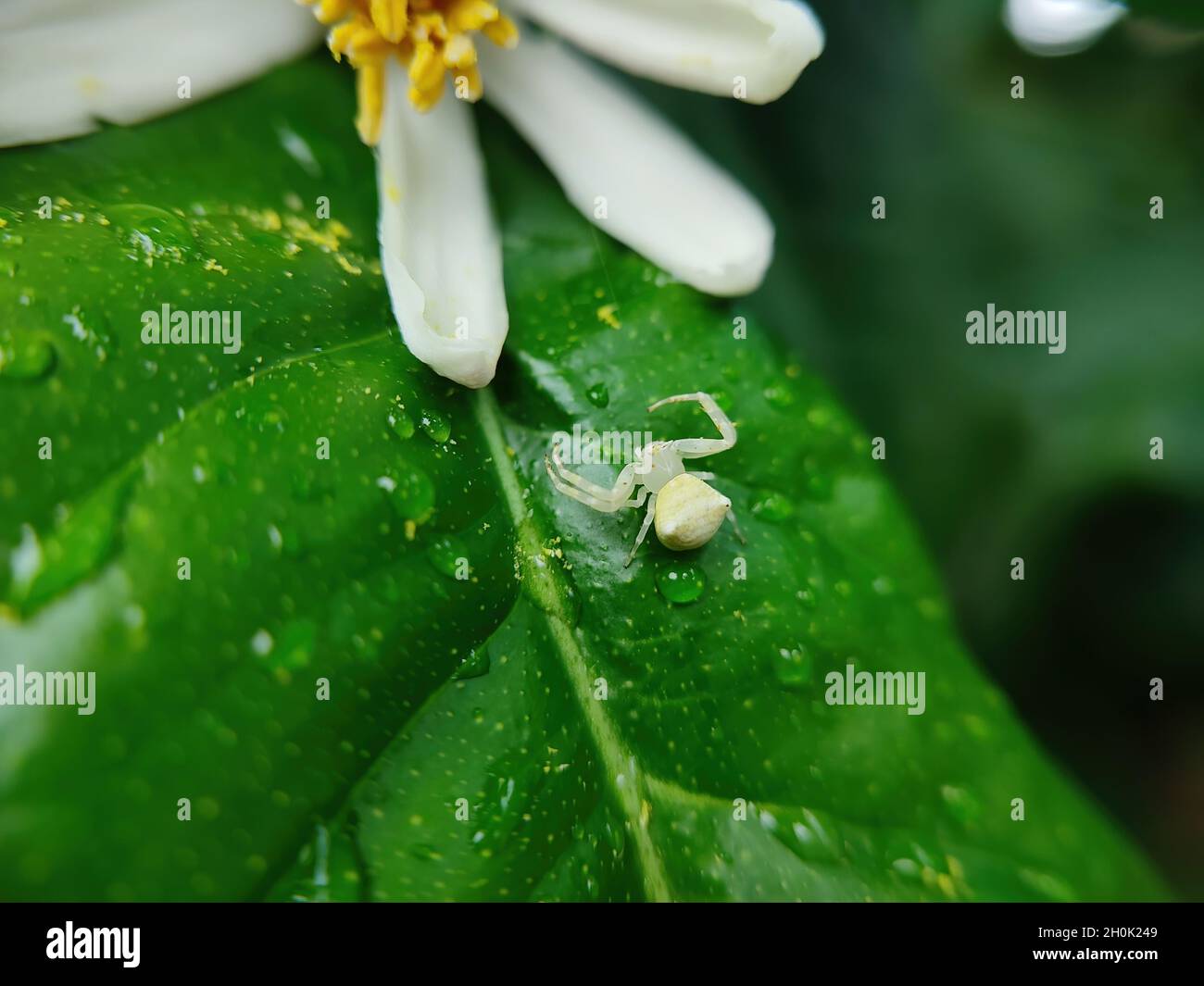 Macro shot of a tiny white spider on a lemon plant with a water drops ...