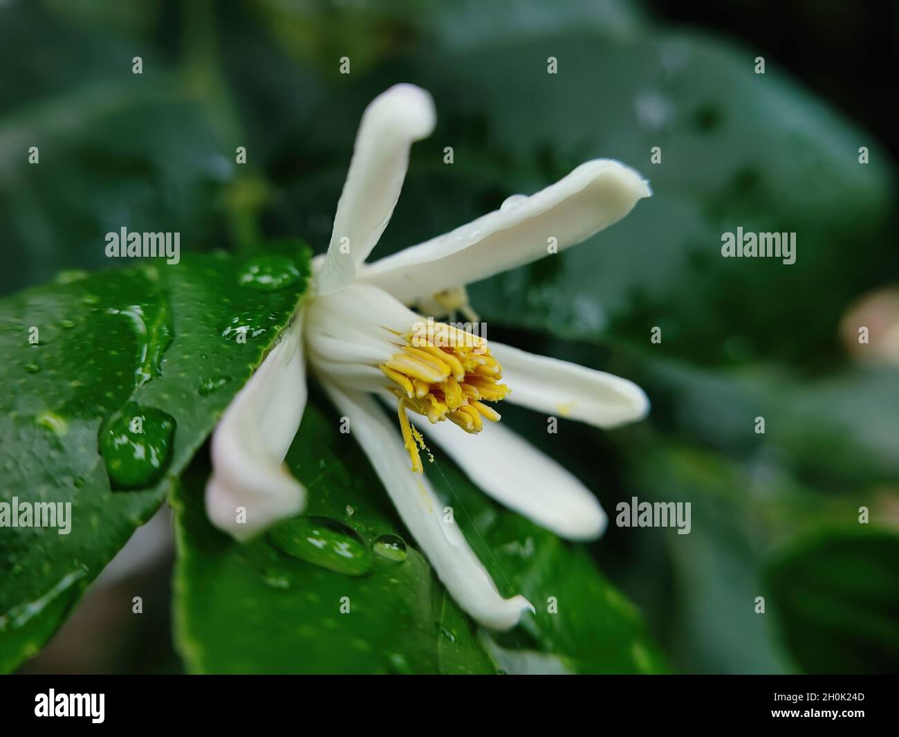 Macro shot of details of a king lemon flower blossoming in a garden ...