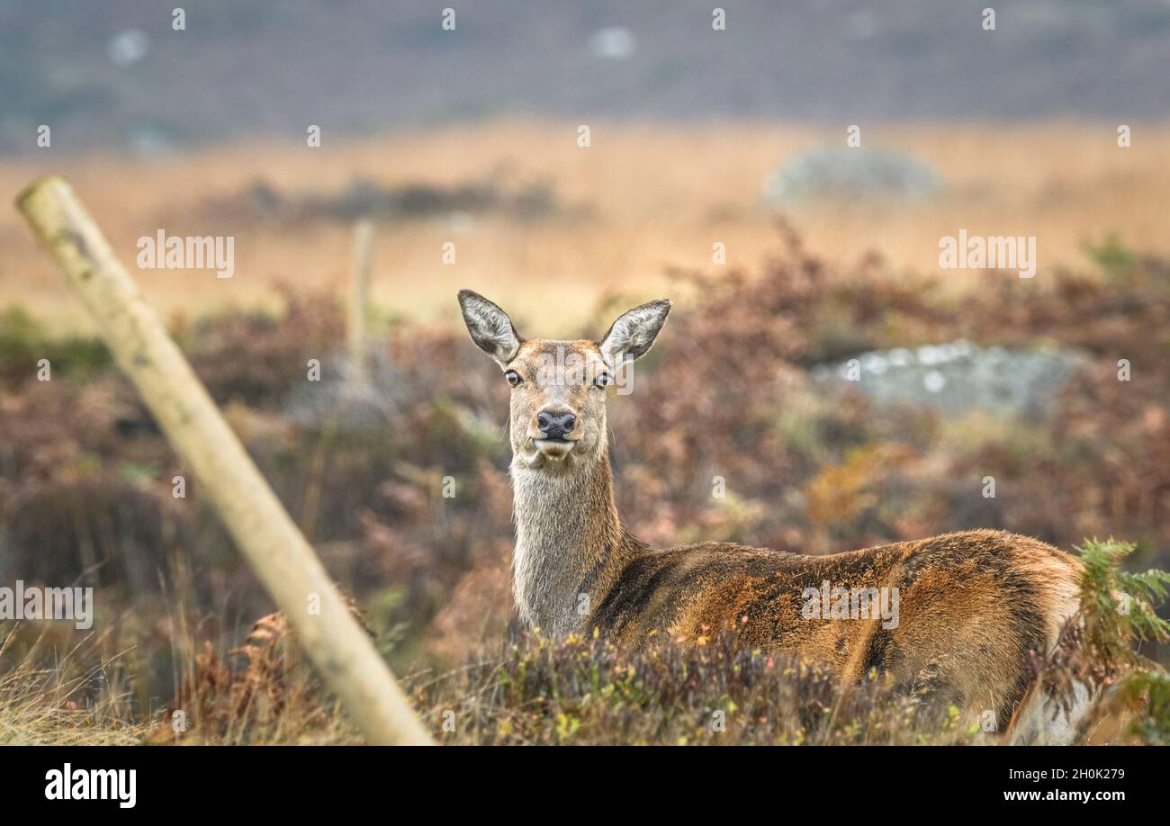 Red Hind Deer on the moors by the side of a fence post looking at the ...