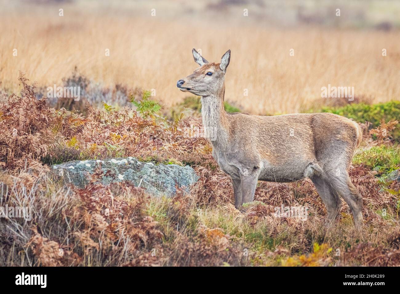 Full body Female Red Hind Deer on the moors, sideways view, autumnal ...