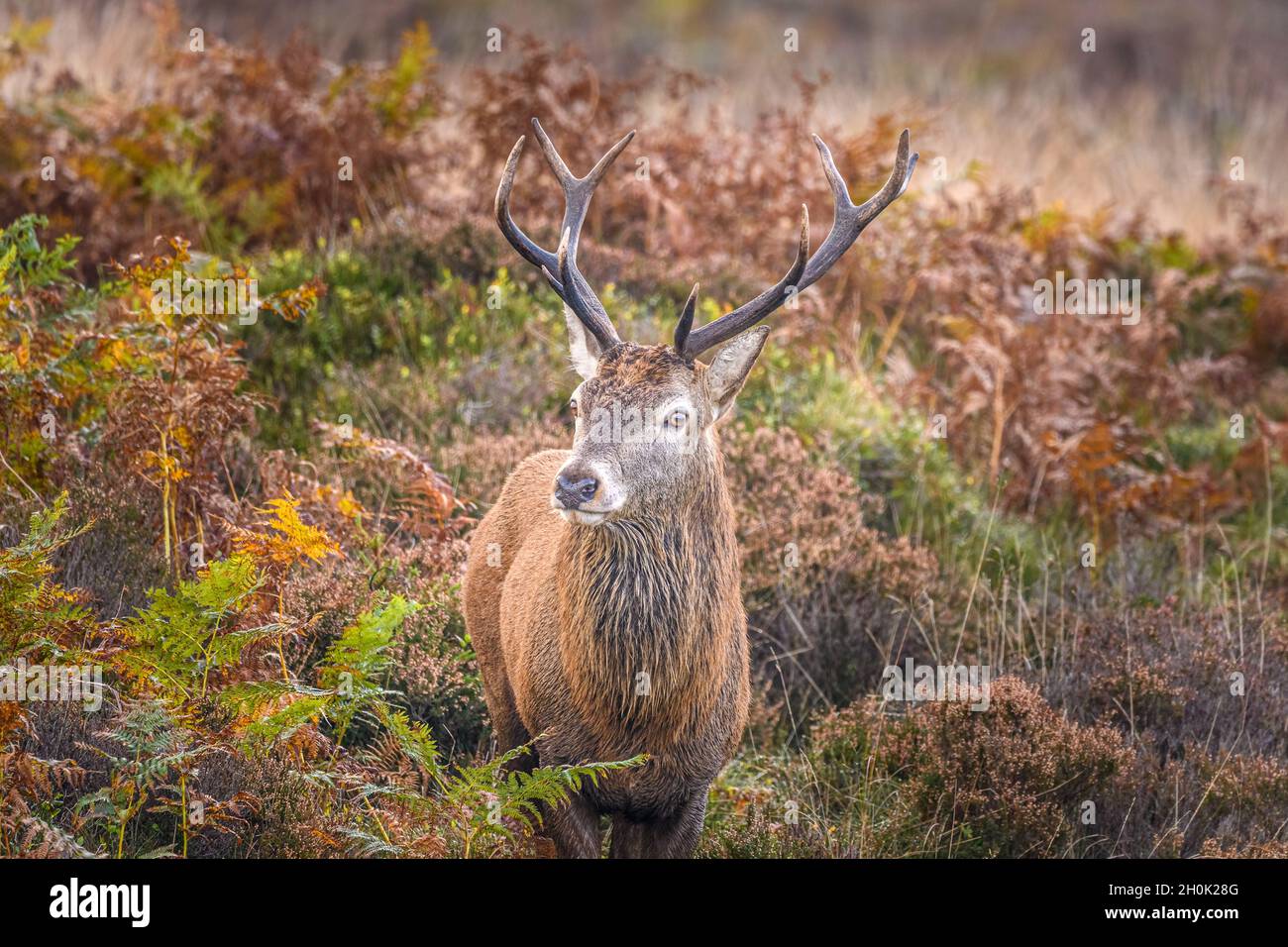 Red Stag roaming the moors in bracken that is turning into autumnal ...