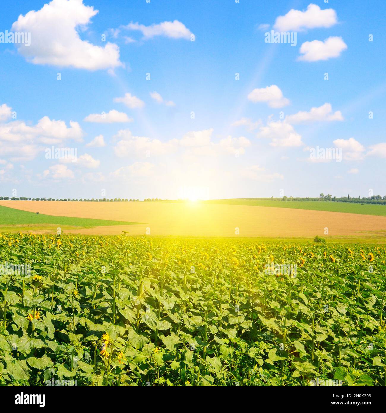 Green sunflower field and sunrise on the horizon Stock Photo - Alamy