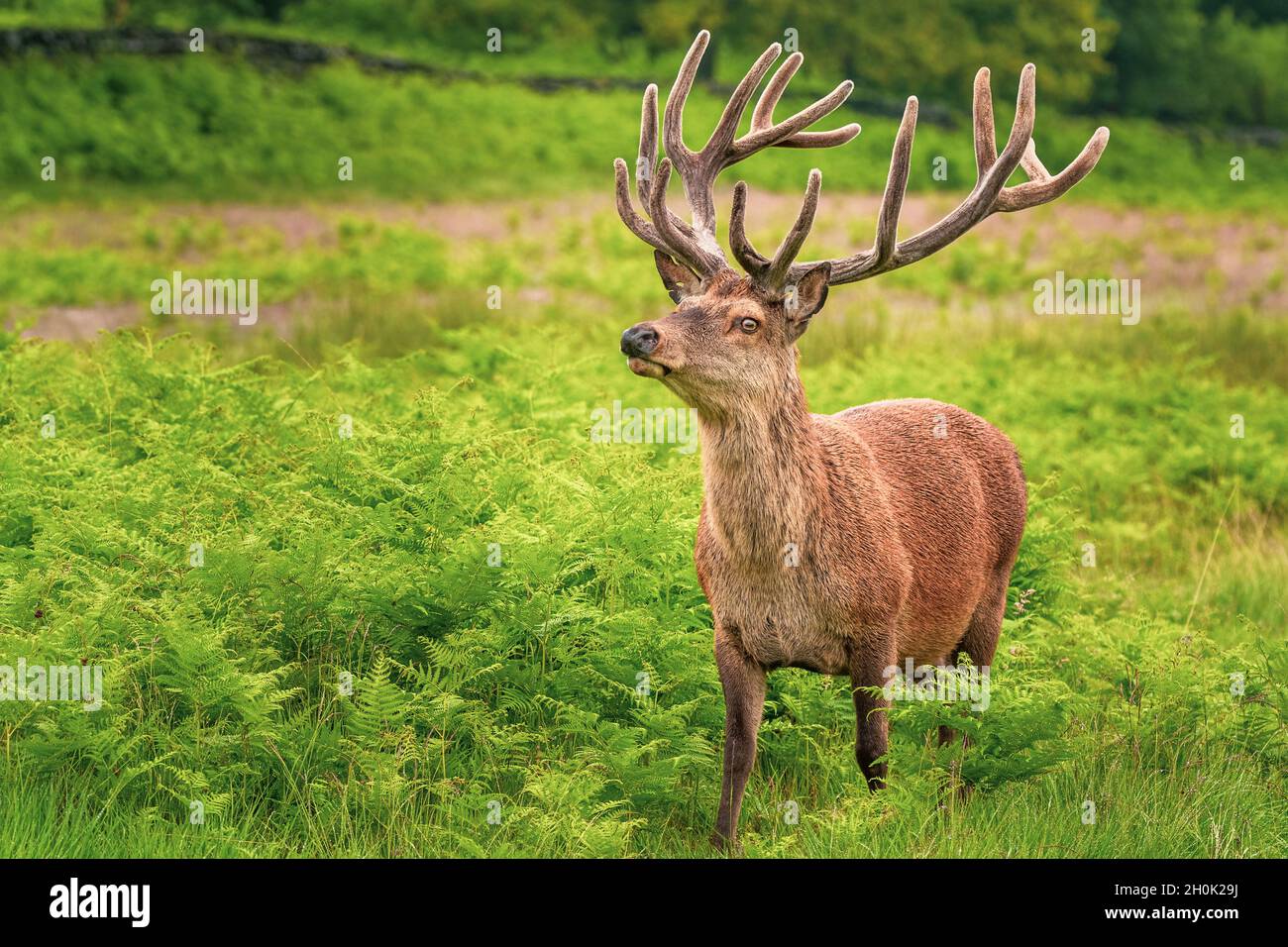 Red stag deer standing in bracken with dry stone wall and woodland ...
