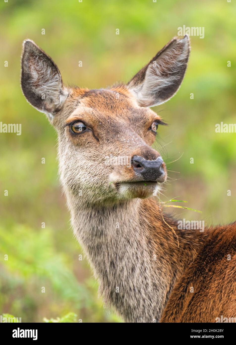 A red hind deer portrait looking away green background Stock Photo - Alamy