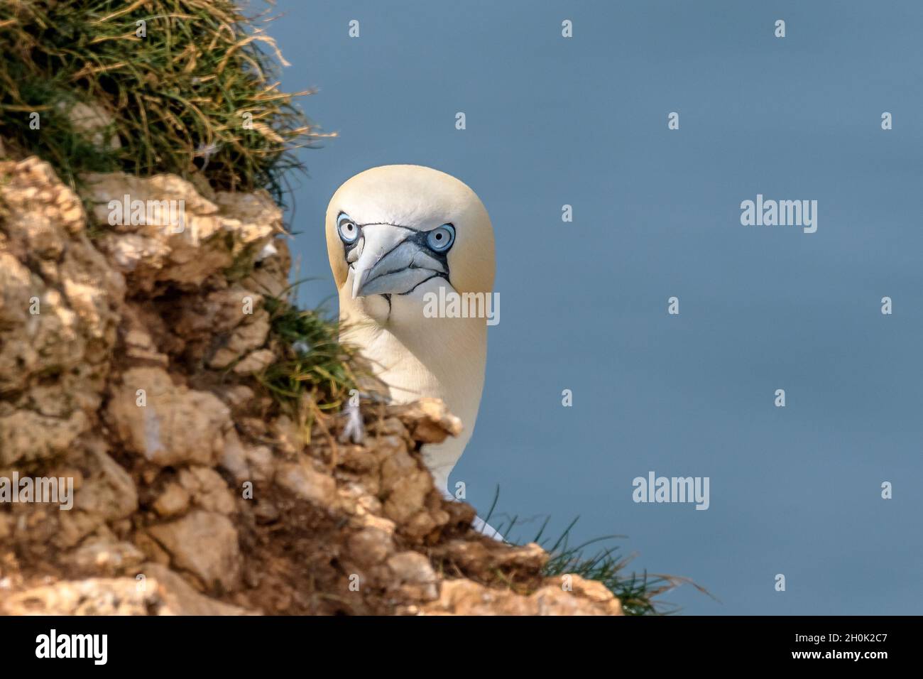 A single Northern Gannet peering over the top of the cliff rocks, only ...