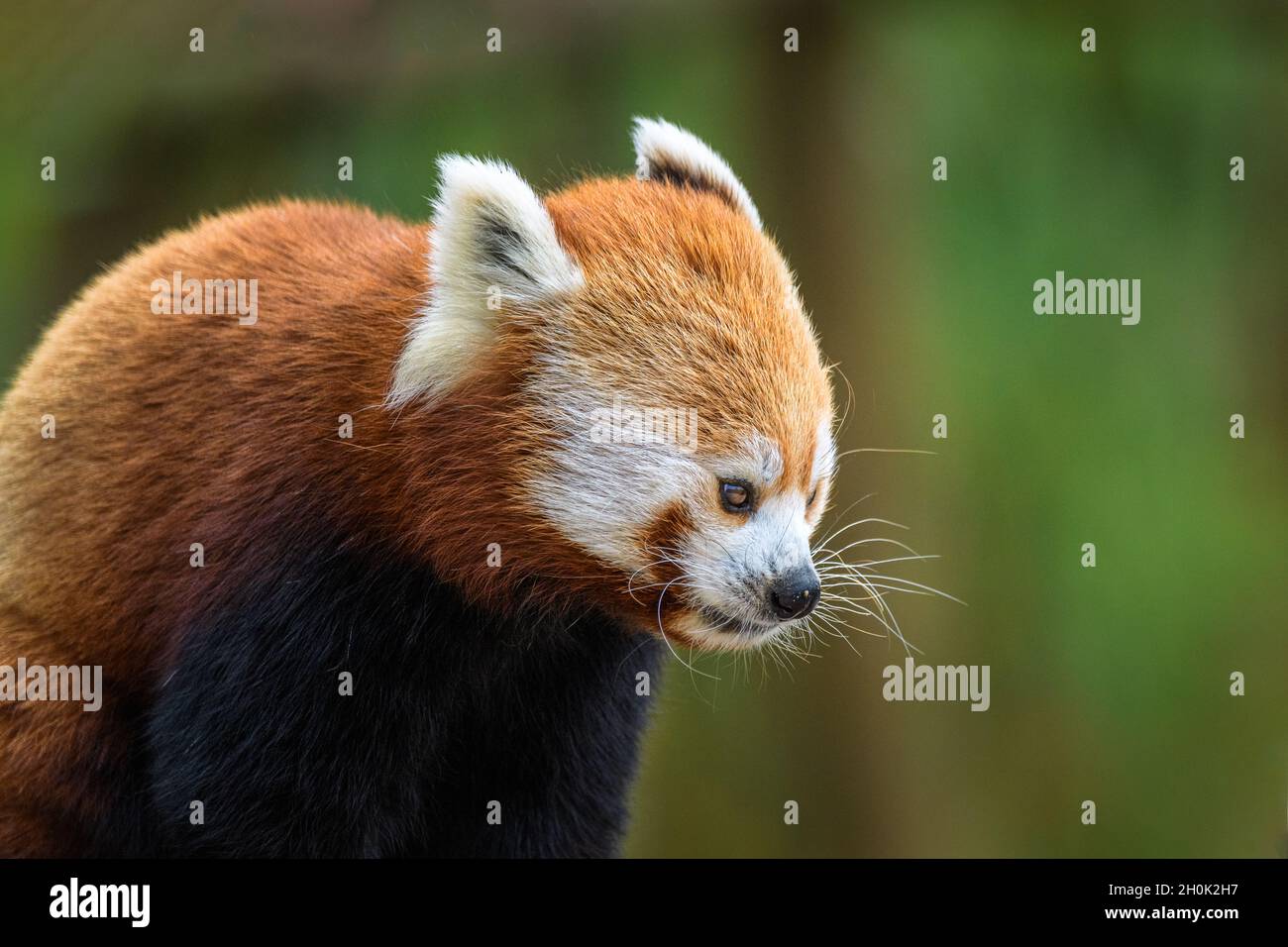 Side view of a Red Panda with a green background Stock Photo - Alamy