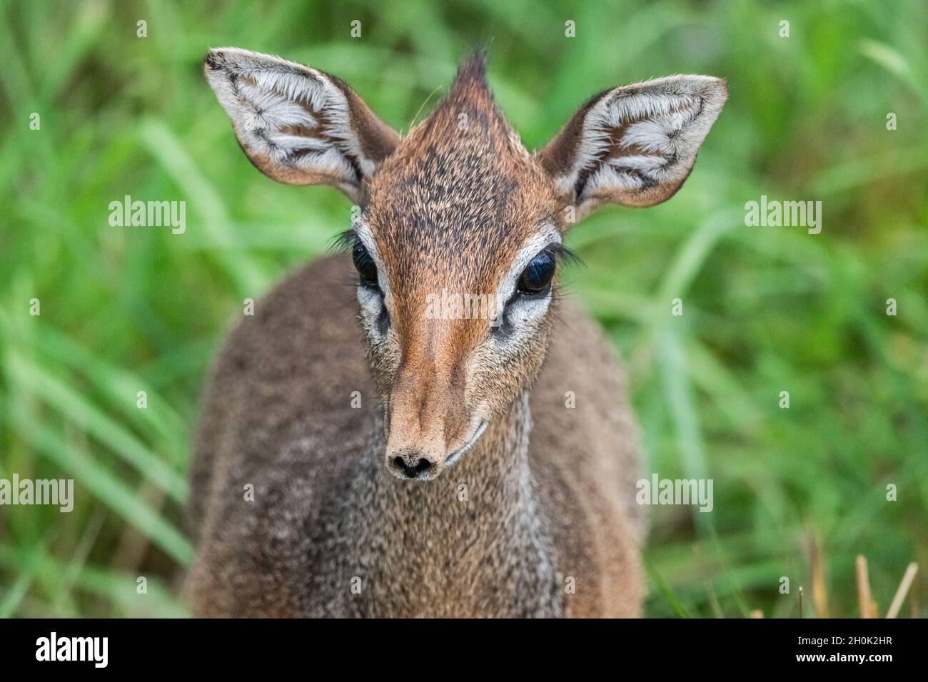 Front view of the world's smallest Antelope, the Dik Dik. Looking down ...