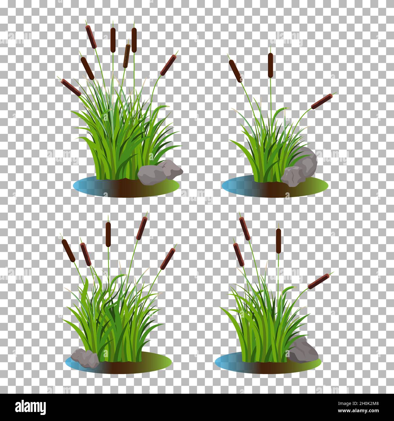 Vector Set Of 4 Cattail Stalk Bushes In Swamp Water With Stones On The