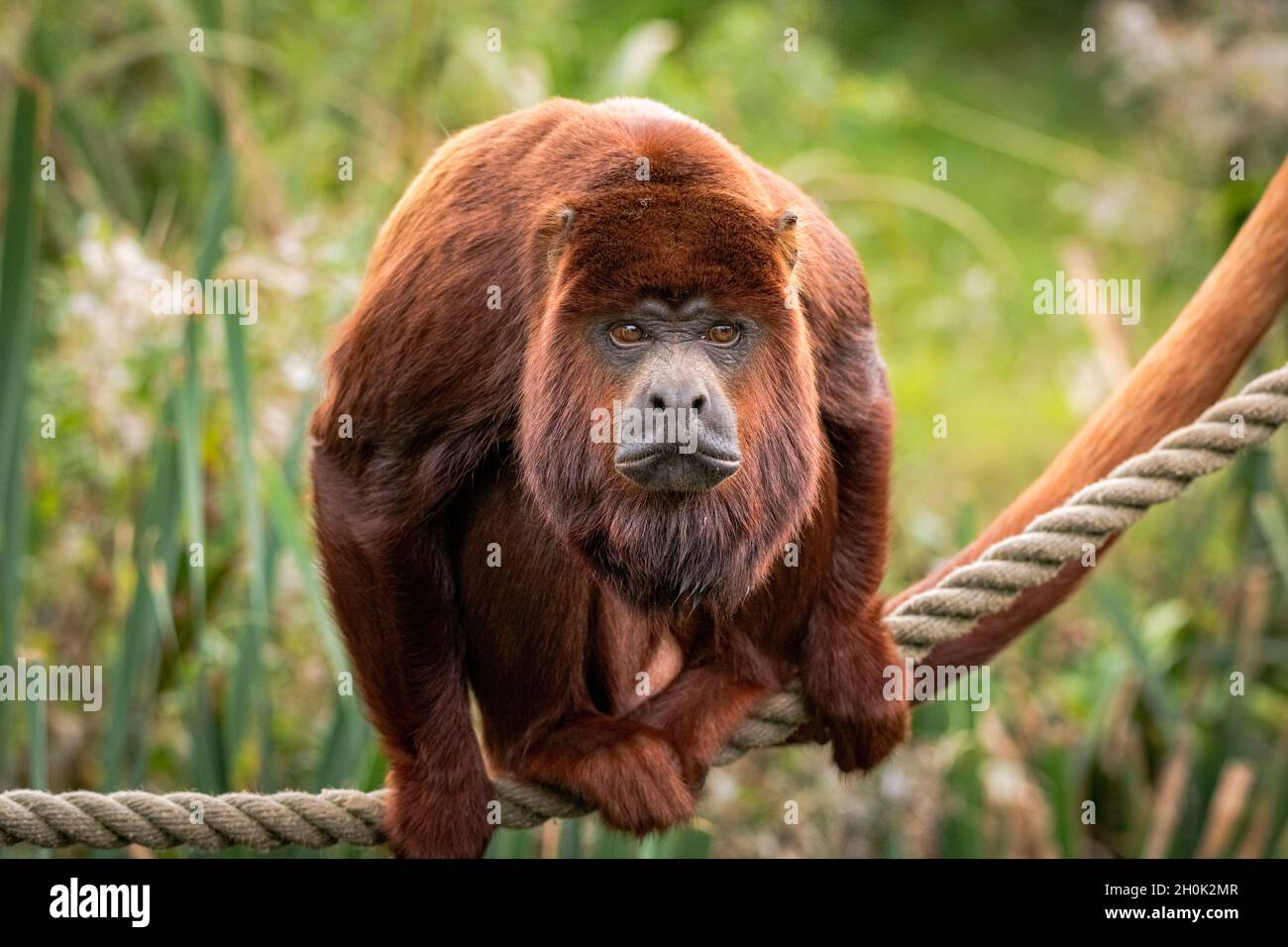Miserable face hi-res stock photography and images - Alamy