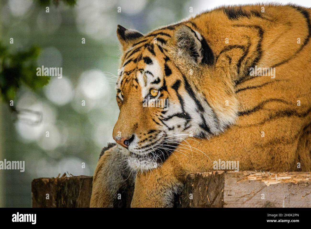 Side portrait view of an endangered Amur Tiger, laying down staring ...