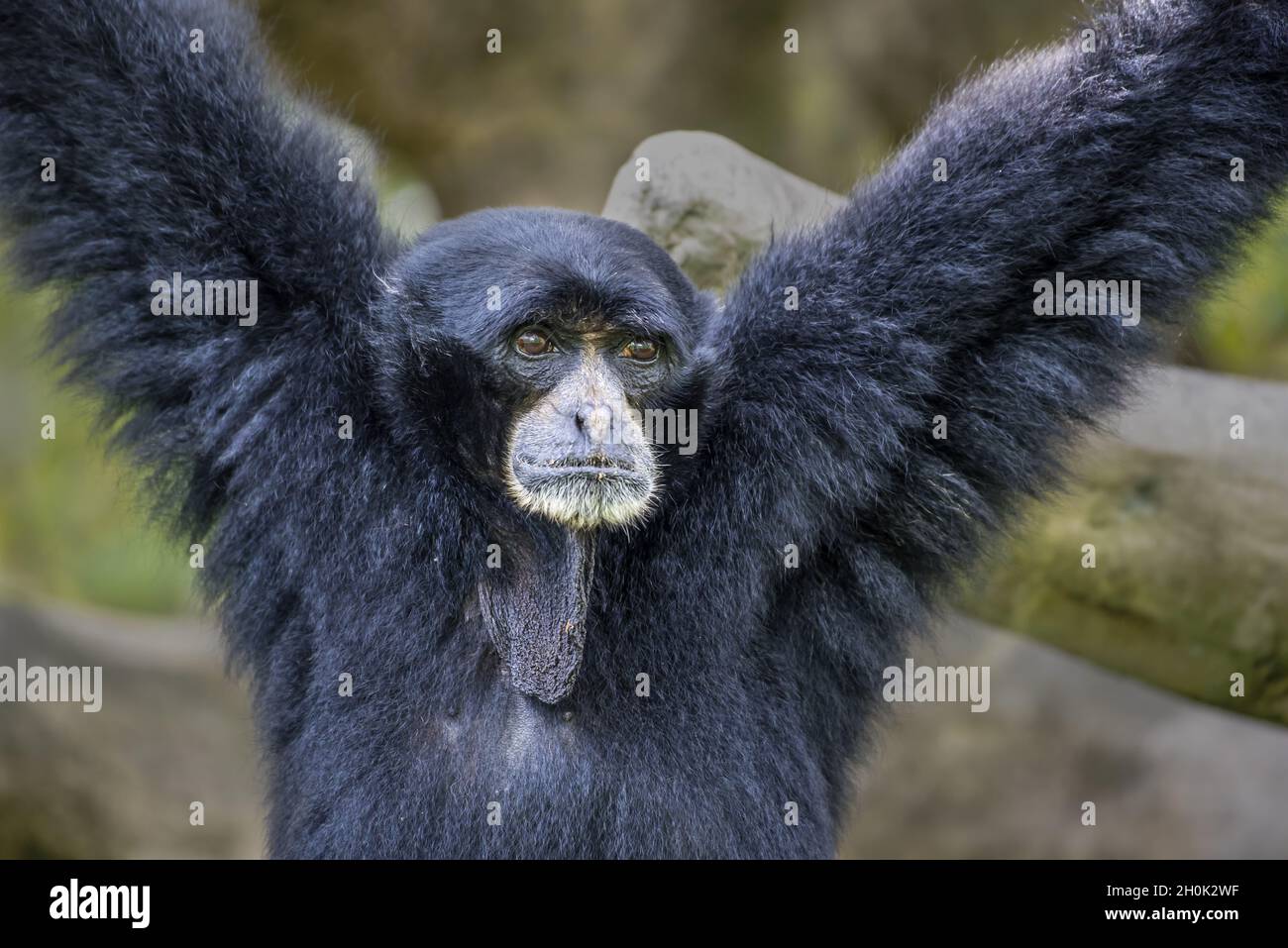 Close up shot of a black howler monkey holding with its arms with a ...