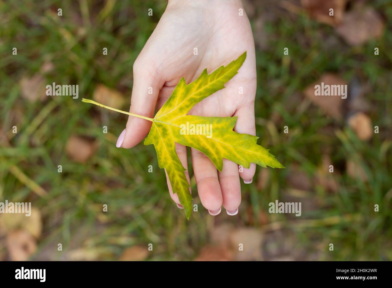 Hand holding maple leaf hi-res stock photography and images - Alamy
