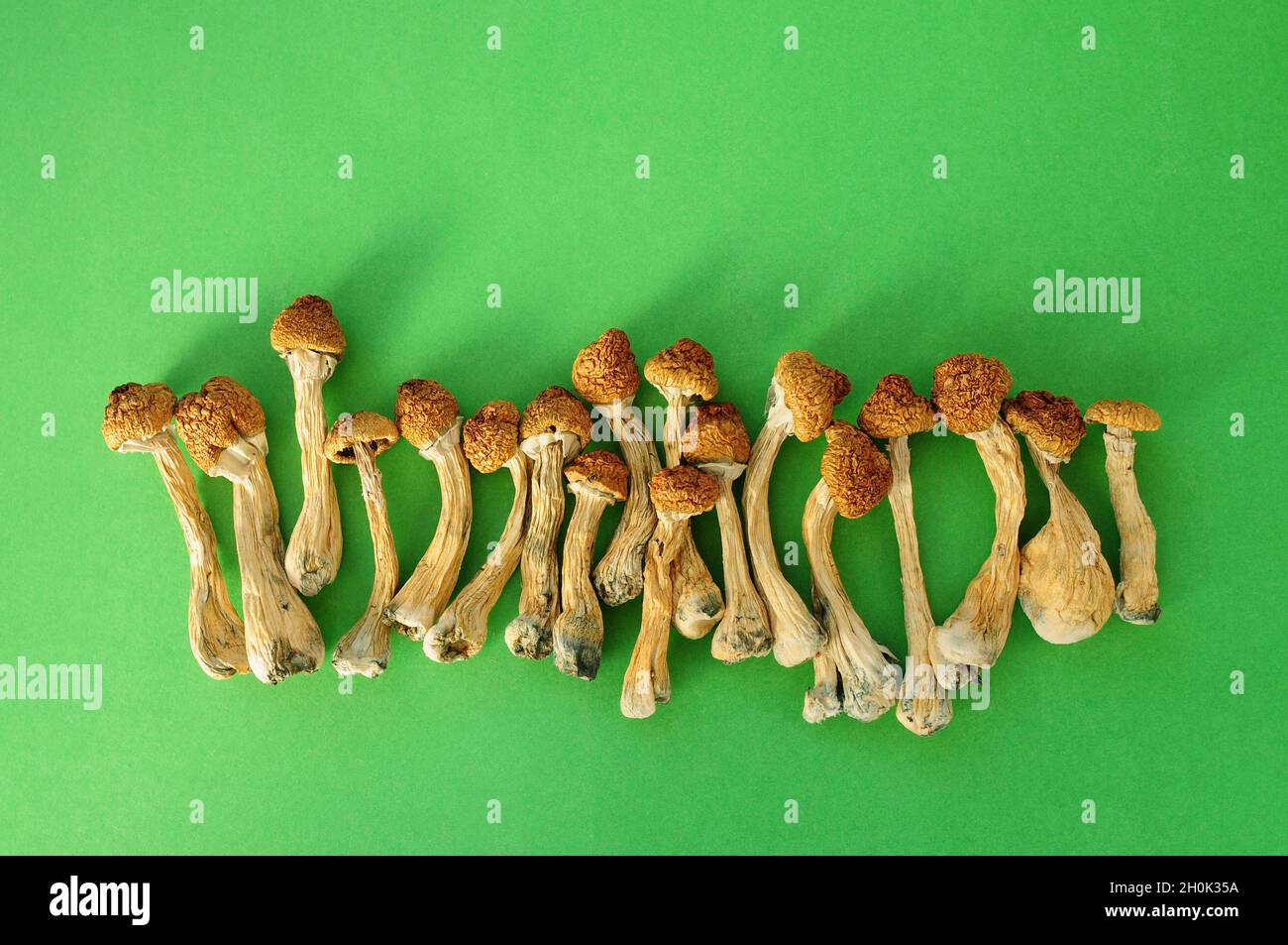 Dry psilocybin mushrooms on green background in row. Psychedelic, mind ...