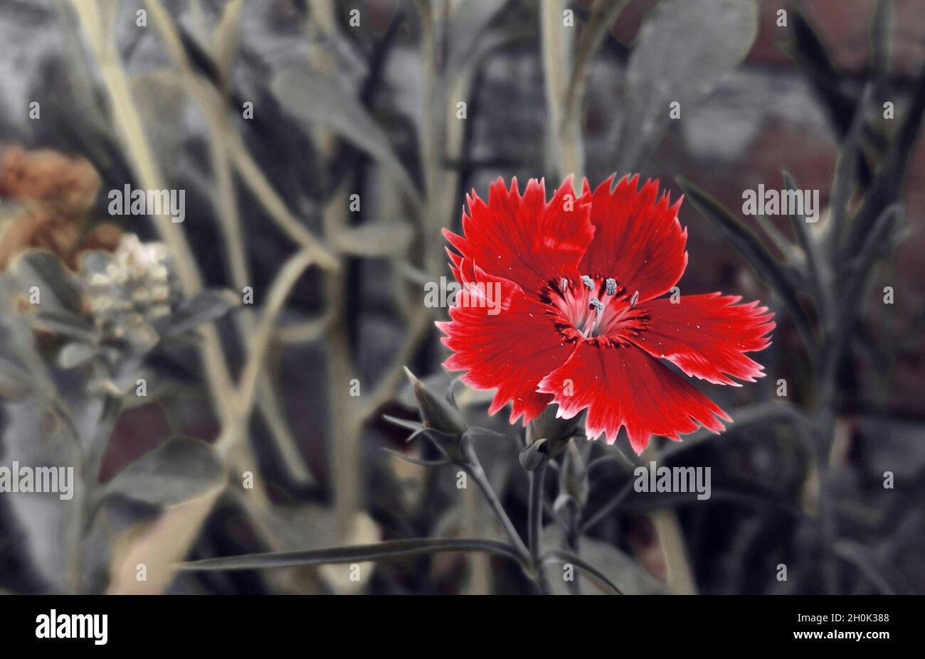 Freshness fragile beauty hi-res stock photography and images - Alamy