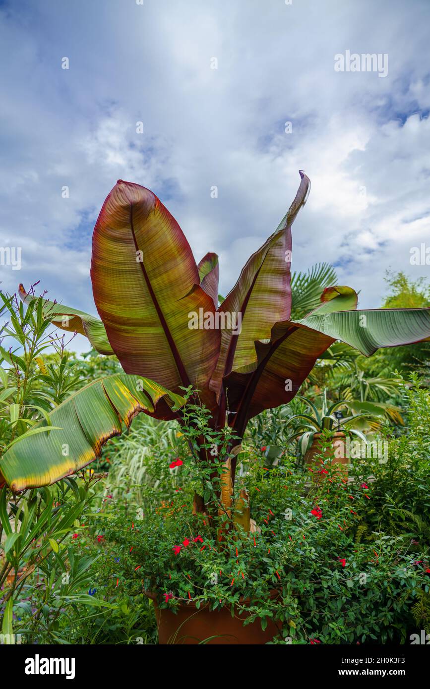 Abyssinia High Resolution Stock Photography and Images - Alamy