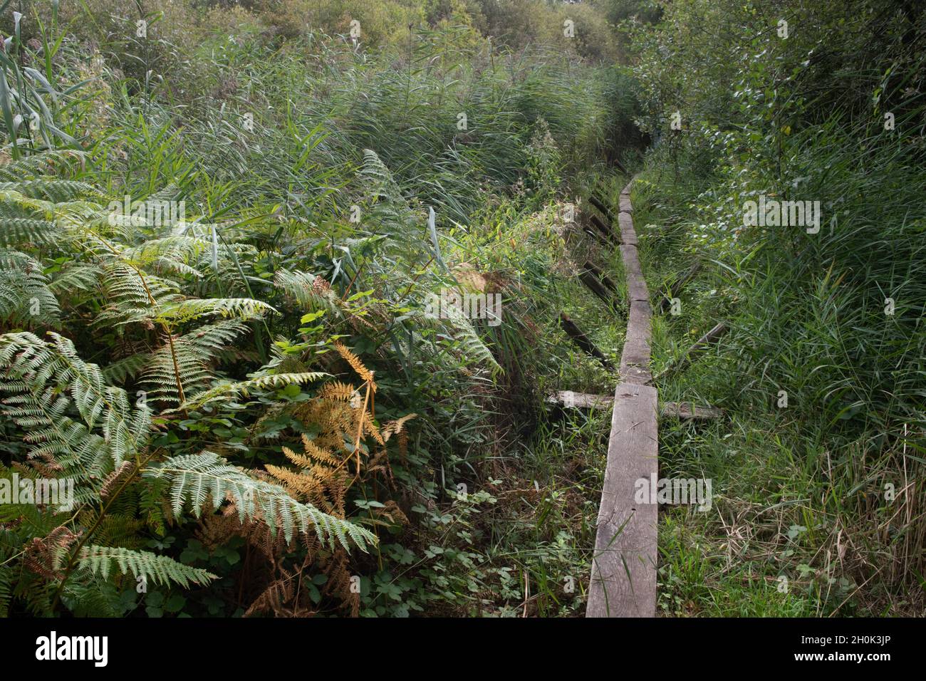 Replica of the Sweet Track on Shapwick Heath, Somerset, England, UK ...