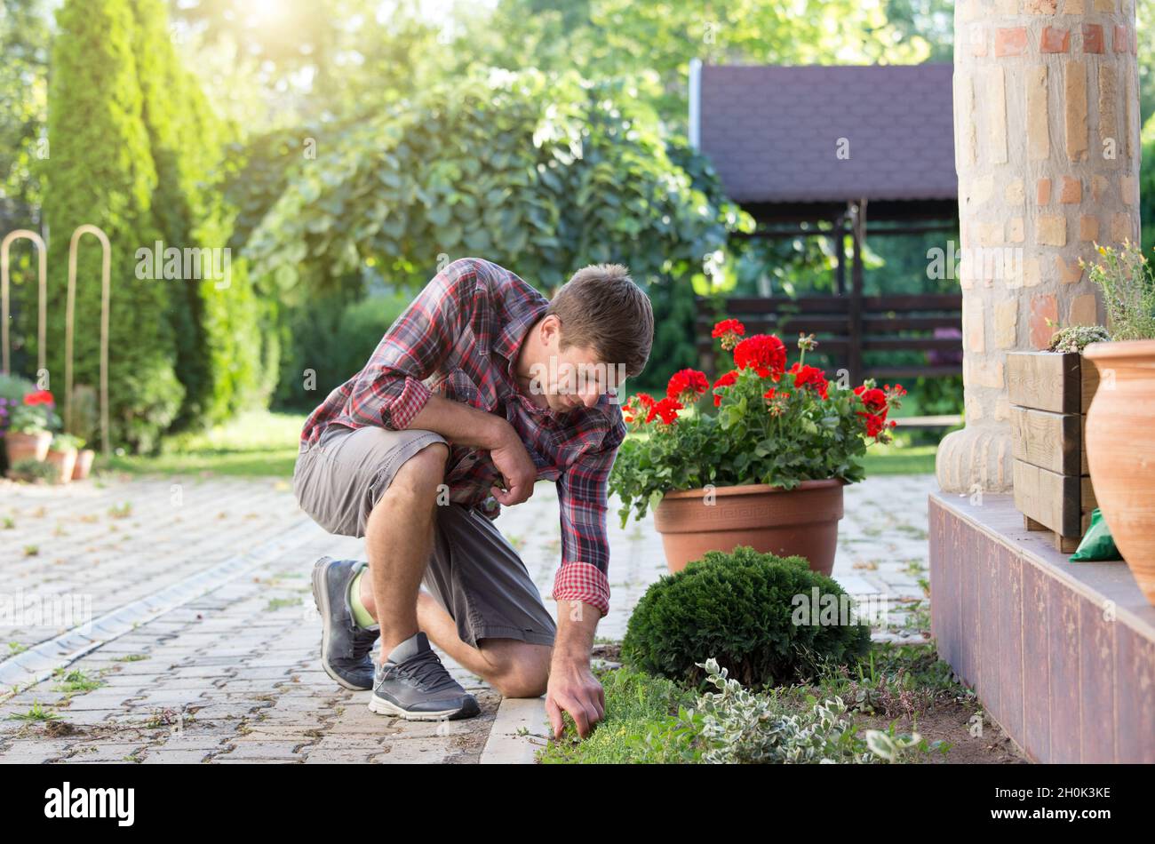 Gardener removing weed from garden. Man taking care about lawn and ...