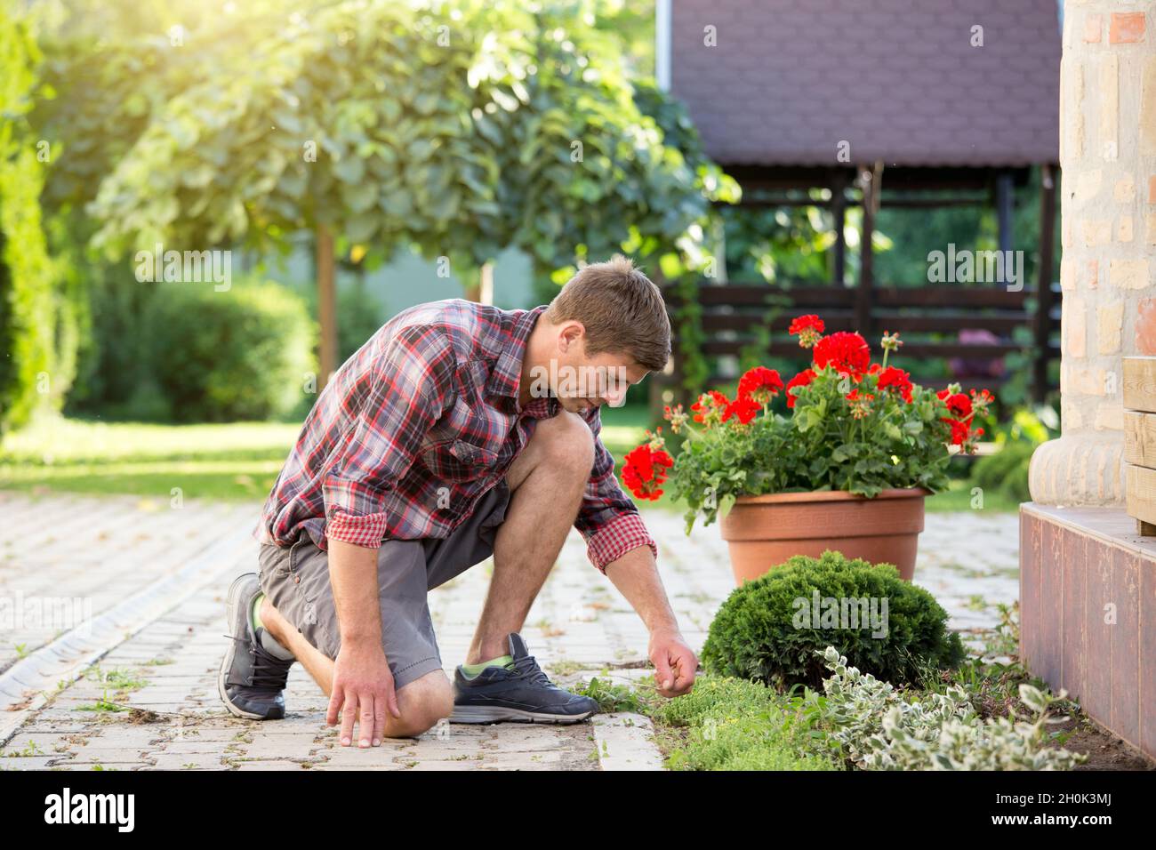 Gardener removing weed from garden. Man taking care about lawn and ...