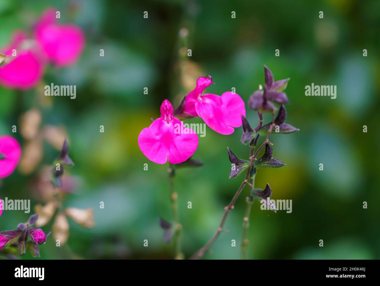 close up of Baby Sage 'Pink Blush (Salvia microphylla Stock Photo - Alamy