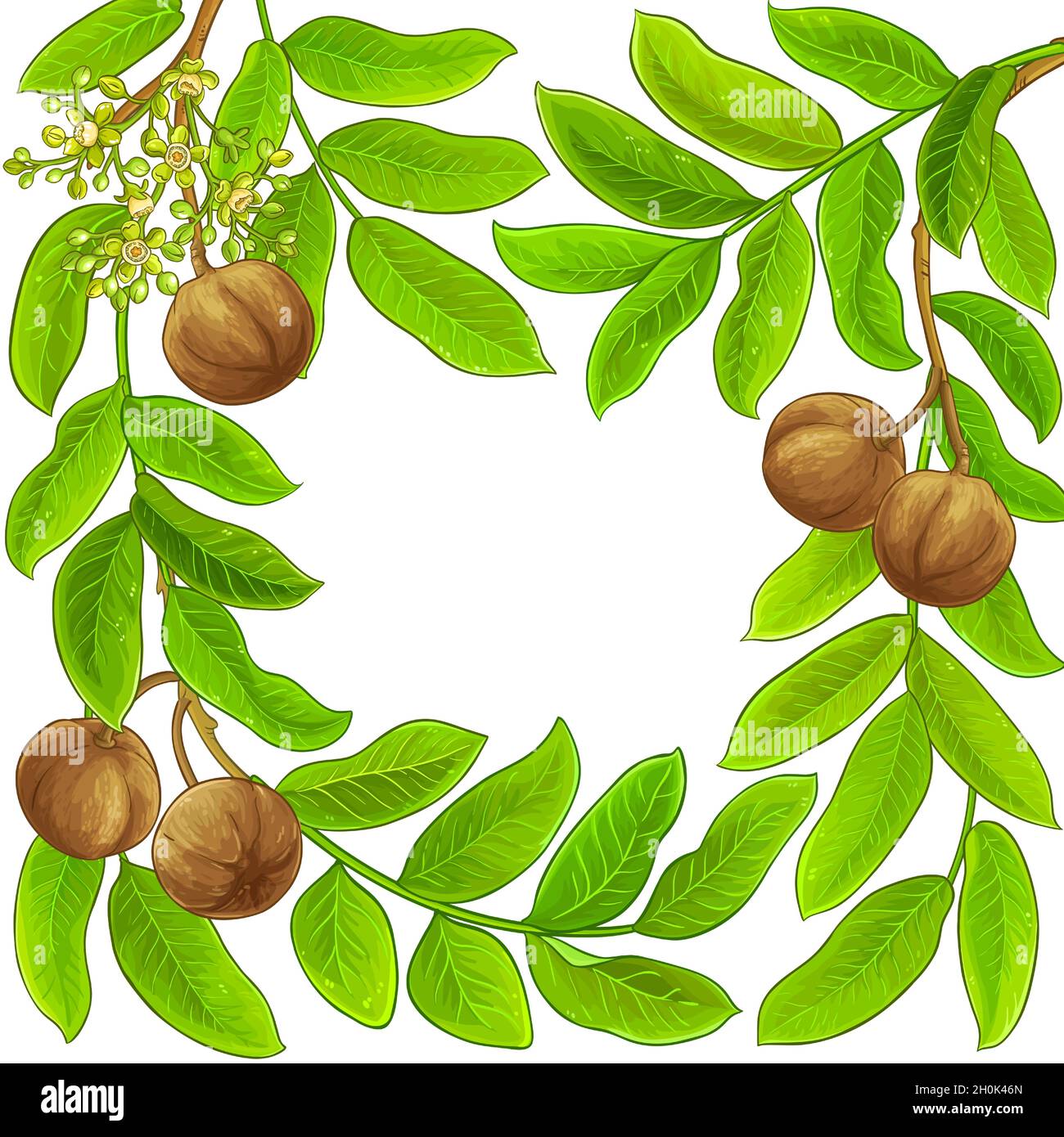 andiroba vector frame on white background Stock Vector Image & Art - Alamy